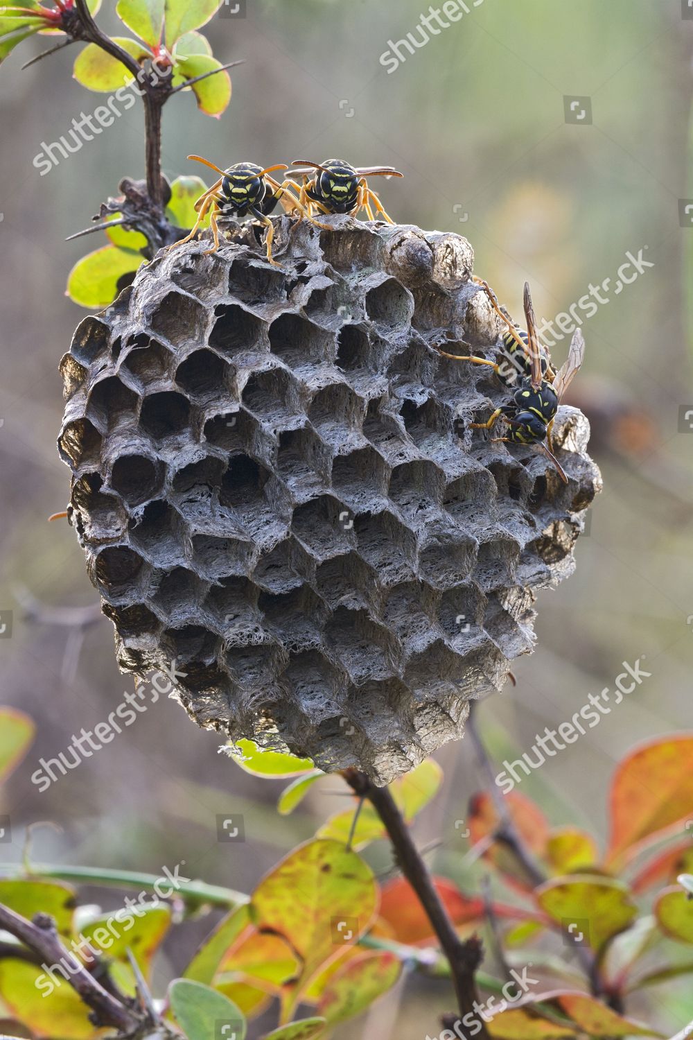 Paper Wasps Polistes Nimpha Nest Tyrol Editorial Stock Photo - Stock ...