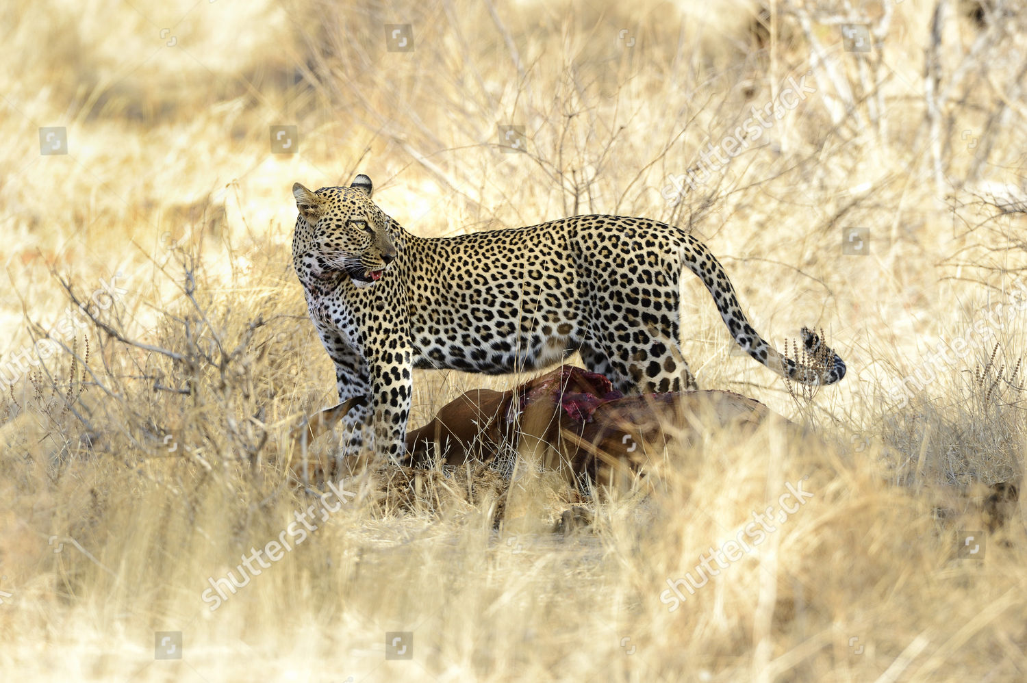 Leopard Panthera Pardus Dead Impala Standing Editorial Stock Photo ...
