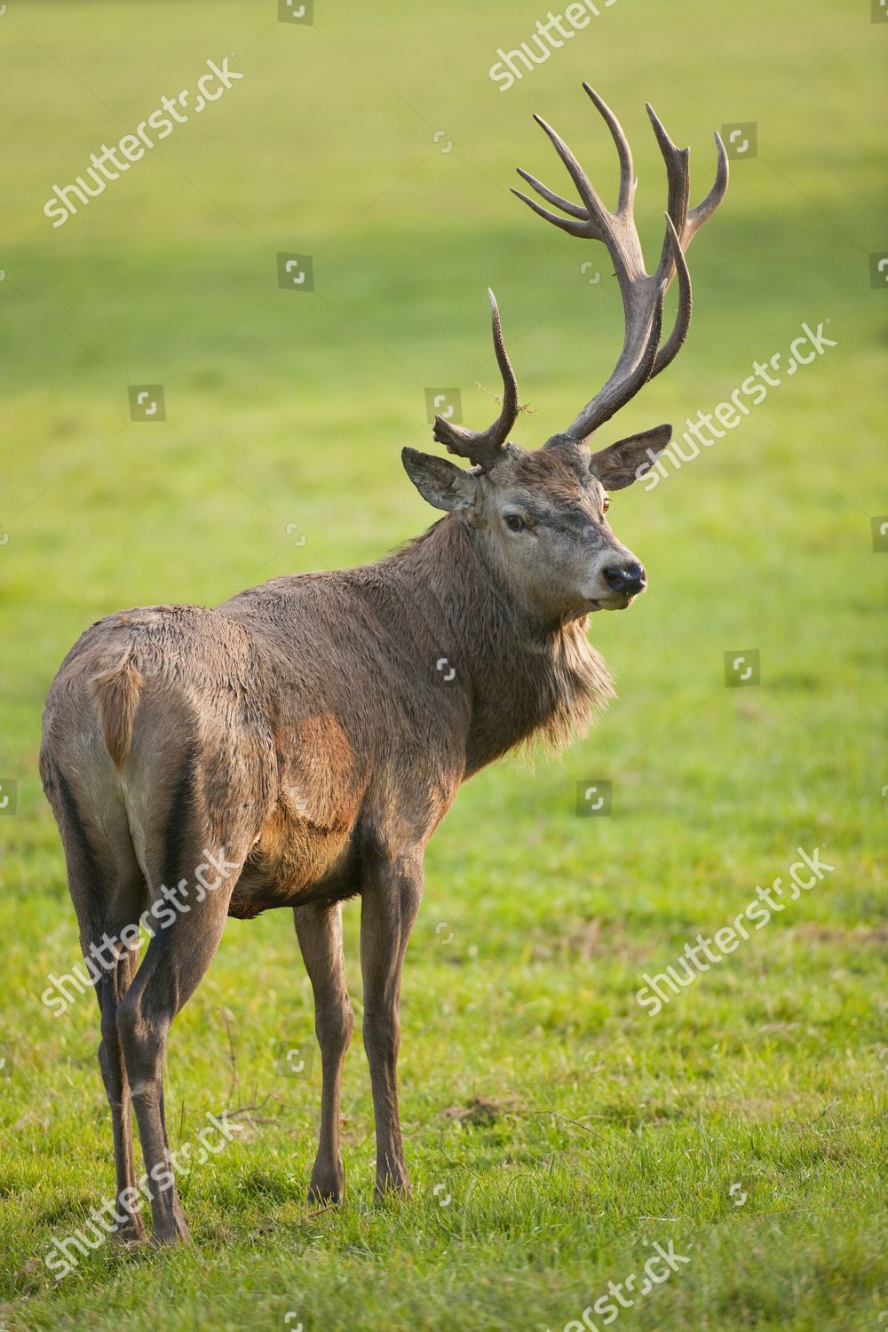 Red Deer Cervus Elaphus Abnormal Antlers Editorial Stock Photo - Stock ...