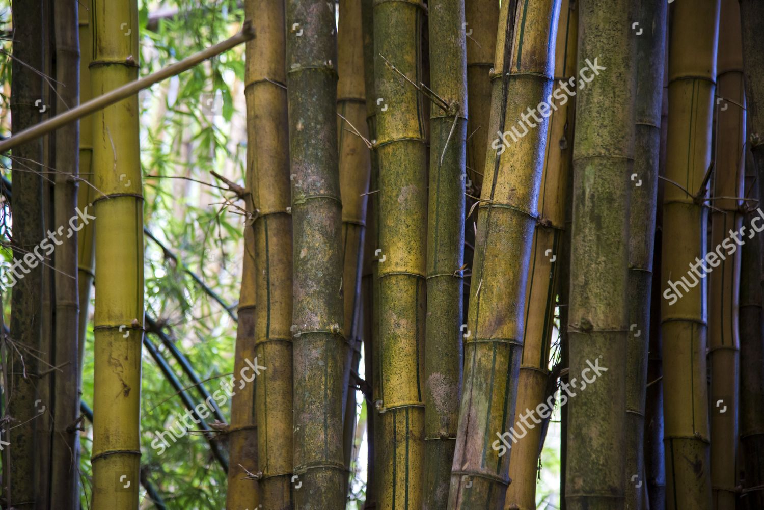 Giant Bamboo Dendrocalamus Giganteus Madagascar Editorial Stock Photo ...