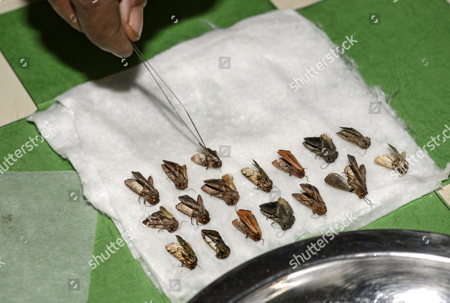 Sorting Preparation Finds Mothcollecting Expedition Under Editorial ...