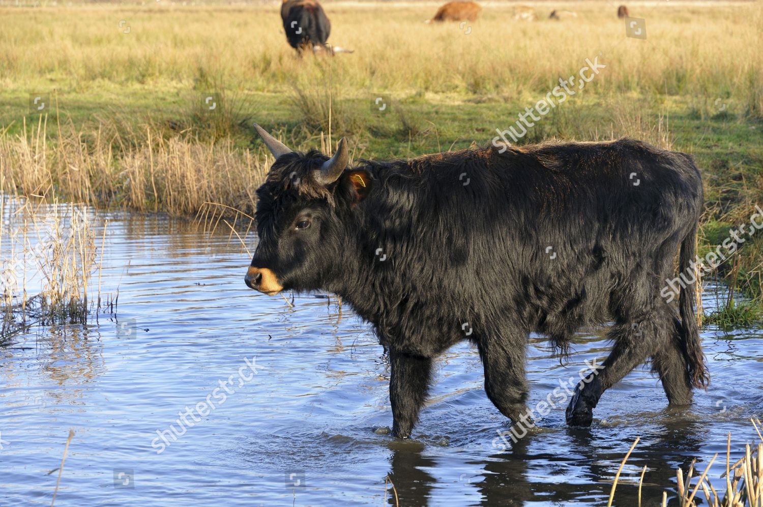 Aurochs Urus Bos Primigenius Young Bull Editorial Stock Photo - Stock ...