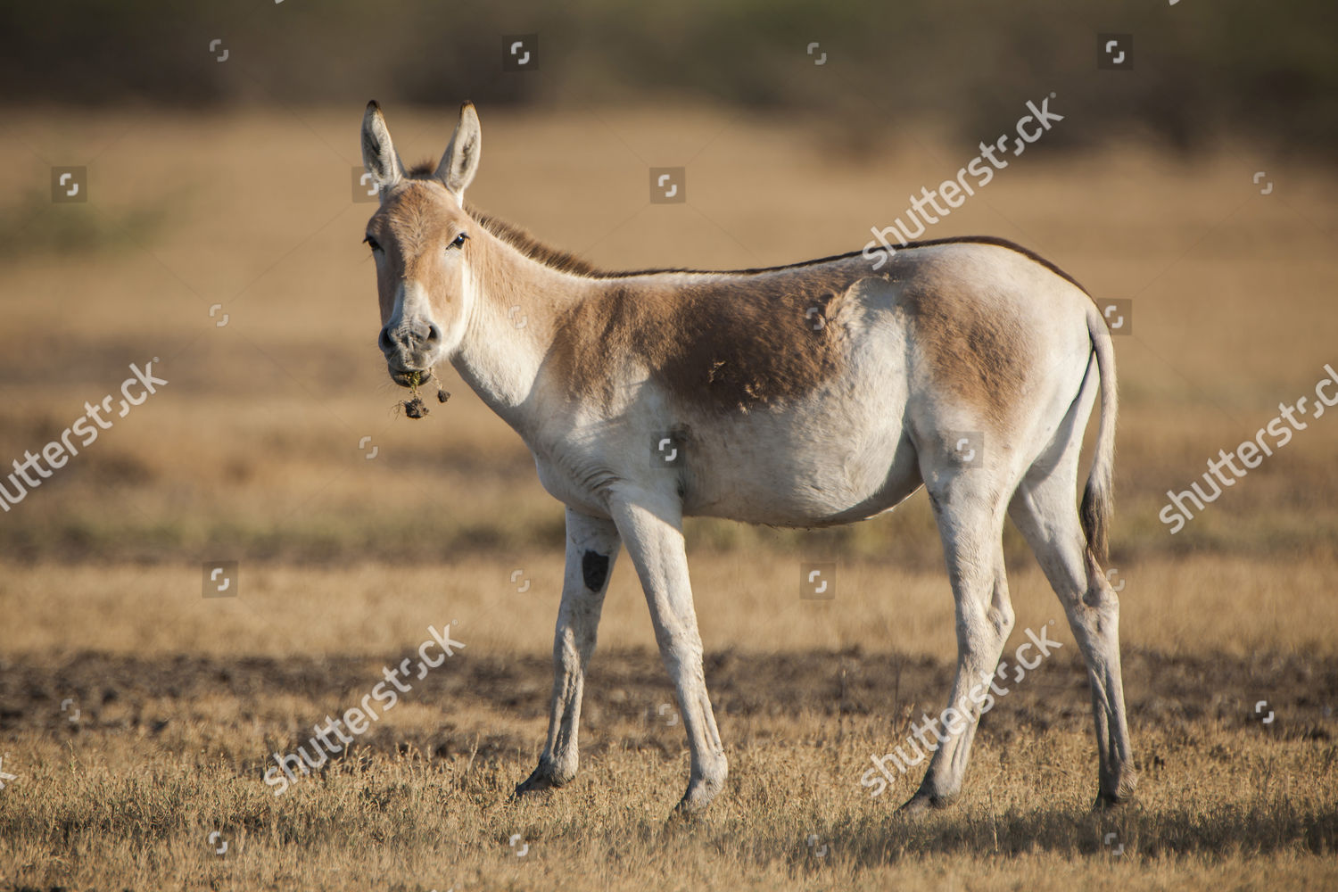Onager Asiatic Wild Ass Equus Hemionus Editorial Stock Photo - Stock ...