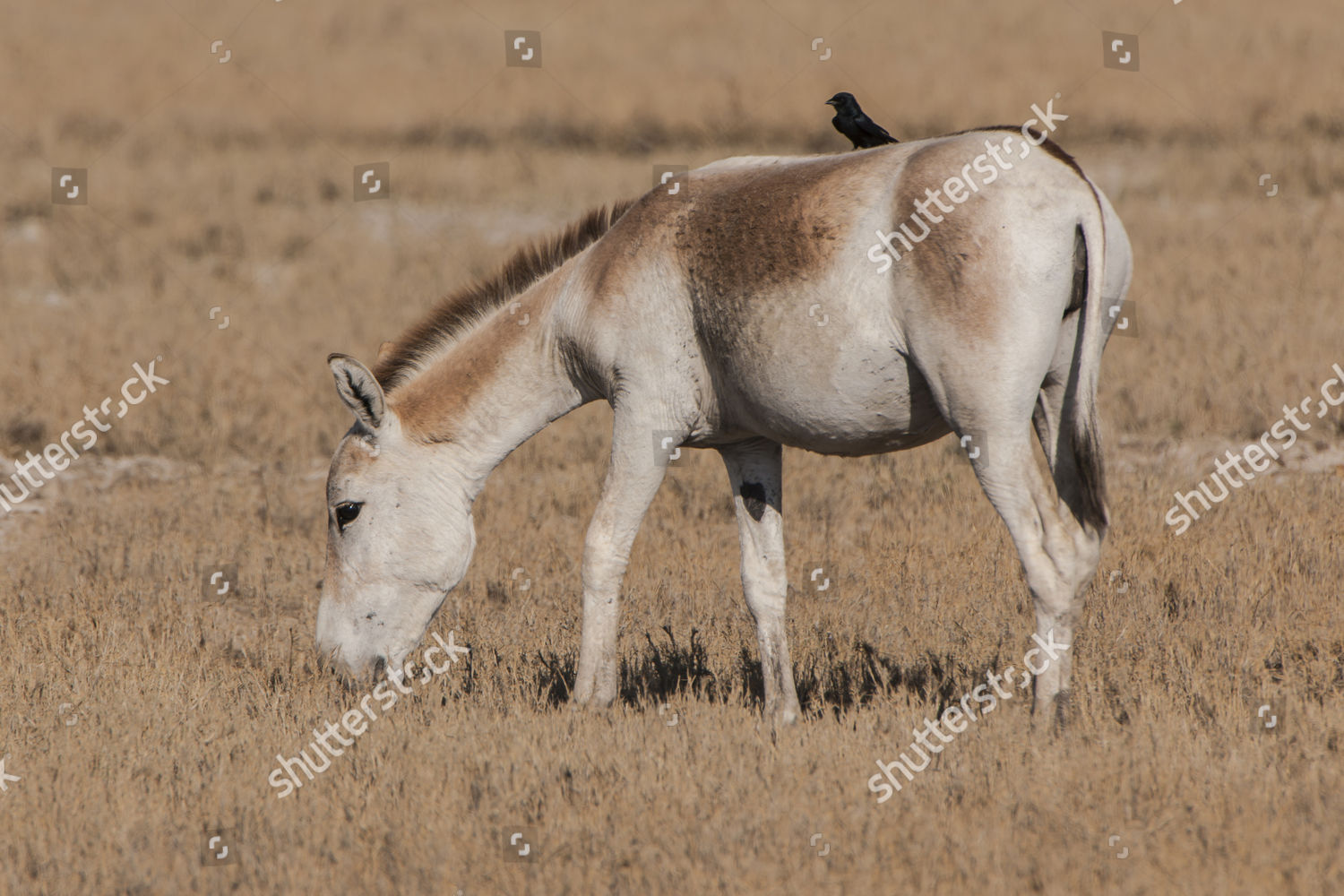 Onager Asiatic Wild Ass Equus Hemionus Editorial Stock Photo - Stock ...