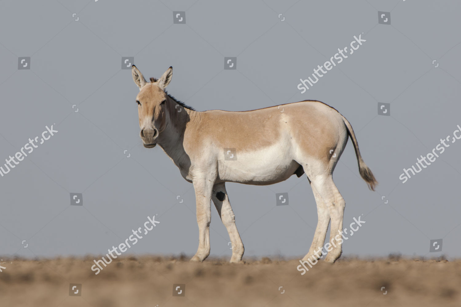 Onager Asiatic Wild Ass Equus Hemionus Editorial Stock Photo - Stock ...
