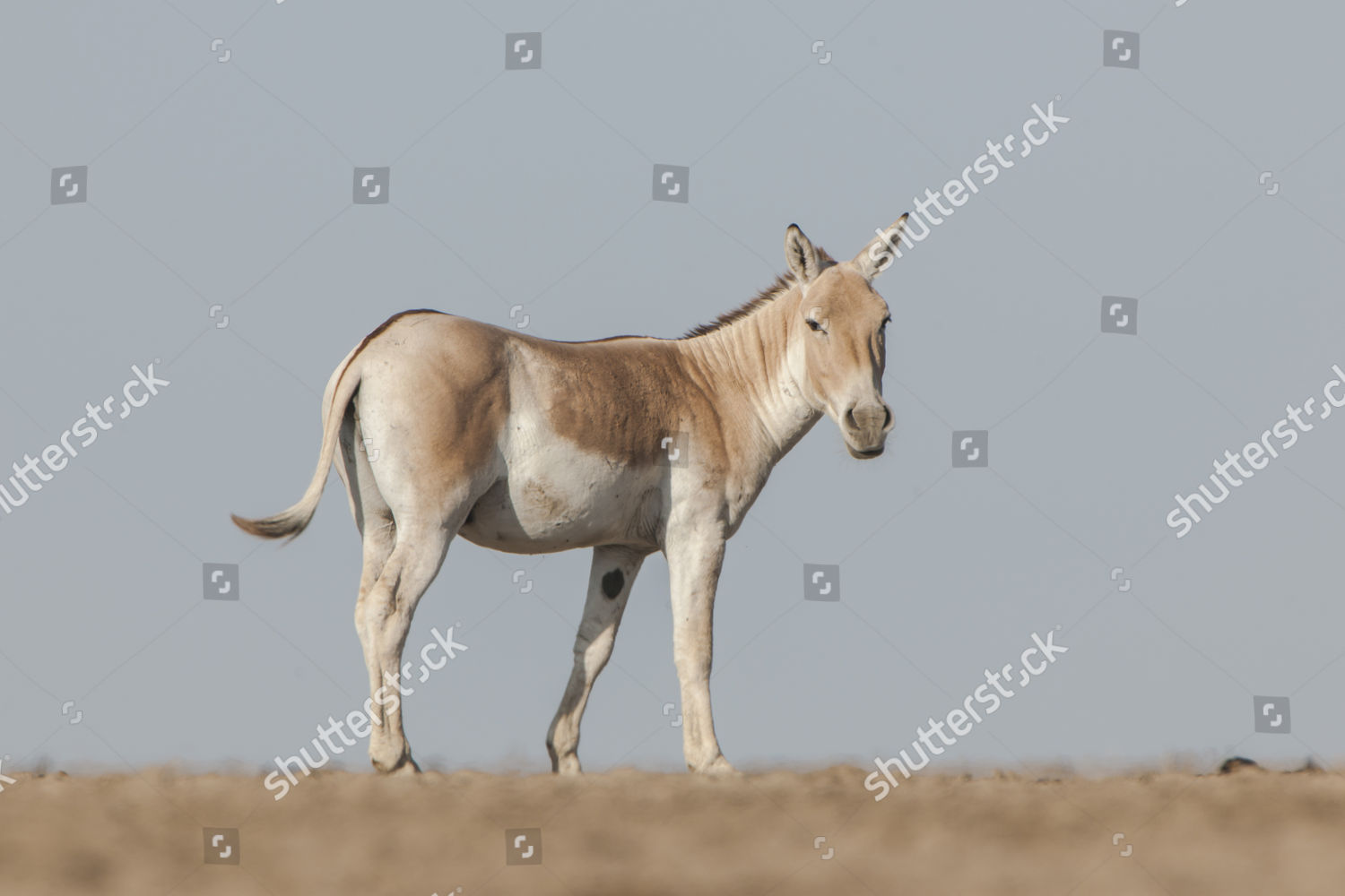Onager Asiatic Wild Ass Equus Hemionus Editorial Stock Photo - Stock ...