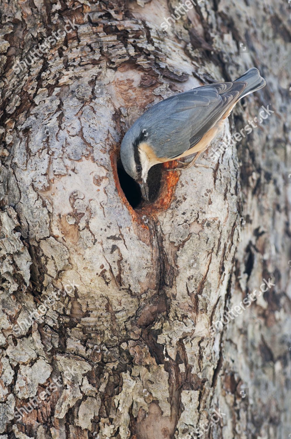 Nuthatch Sitta Europaea Building Breeding Burrow Editorial Stock Photo ...