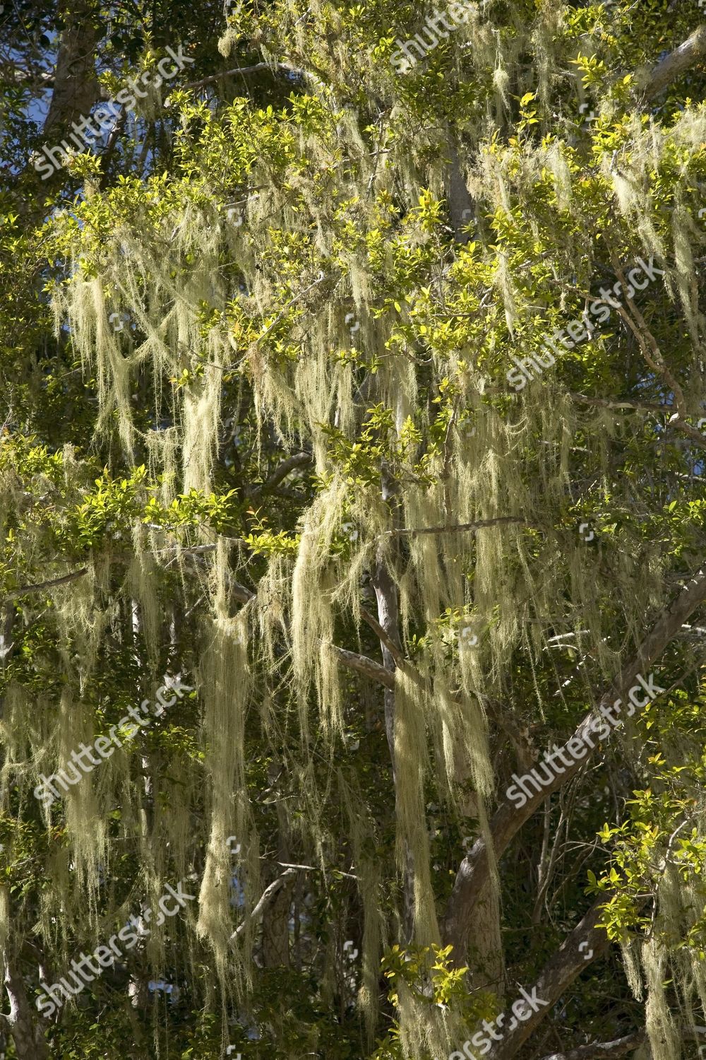 Trees Dandruff Usnea On Tree Tsitsikamma Editorial Stock Photo - Stock ...