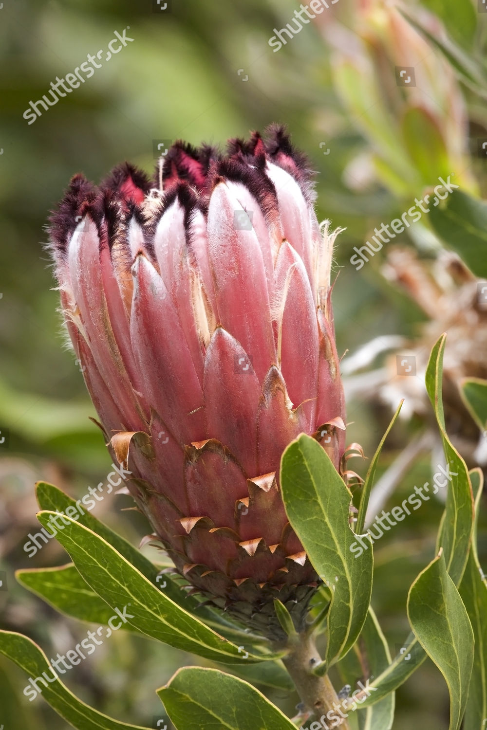 Flower Protea Protea Sp Cape Region Editorial Stock Photo - Stock Image ...