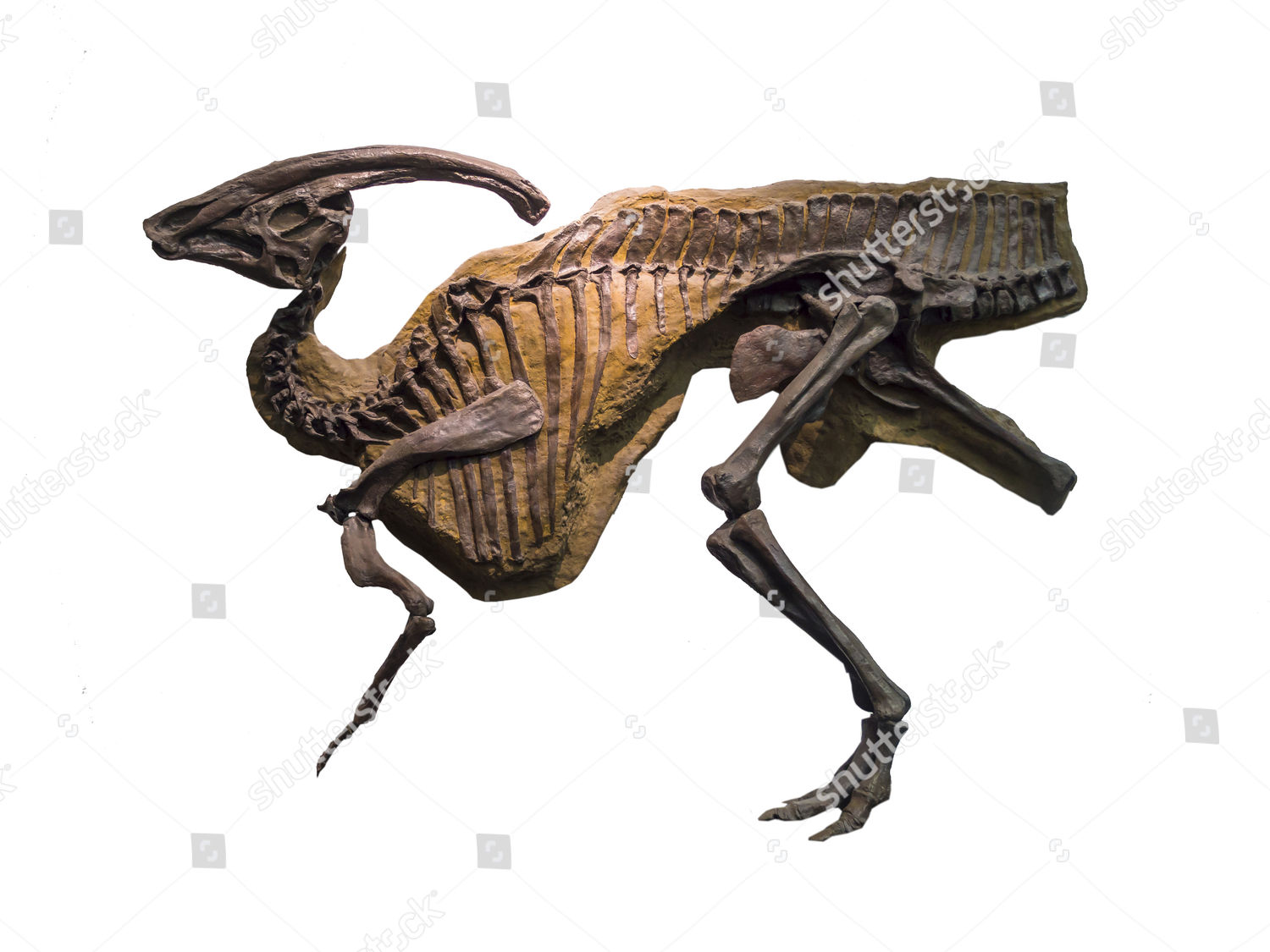 Skeleton Parasaurolophus Ornithopod Dinosaur Late Cretaceous Editorial ...