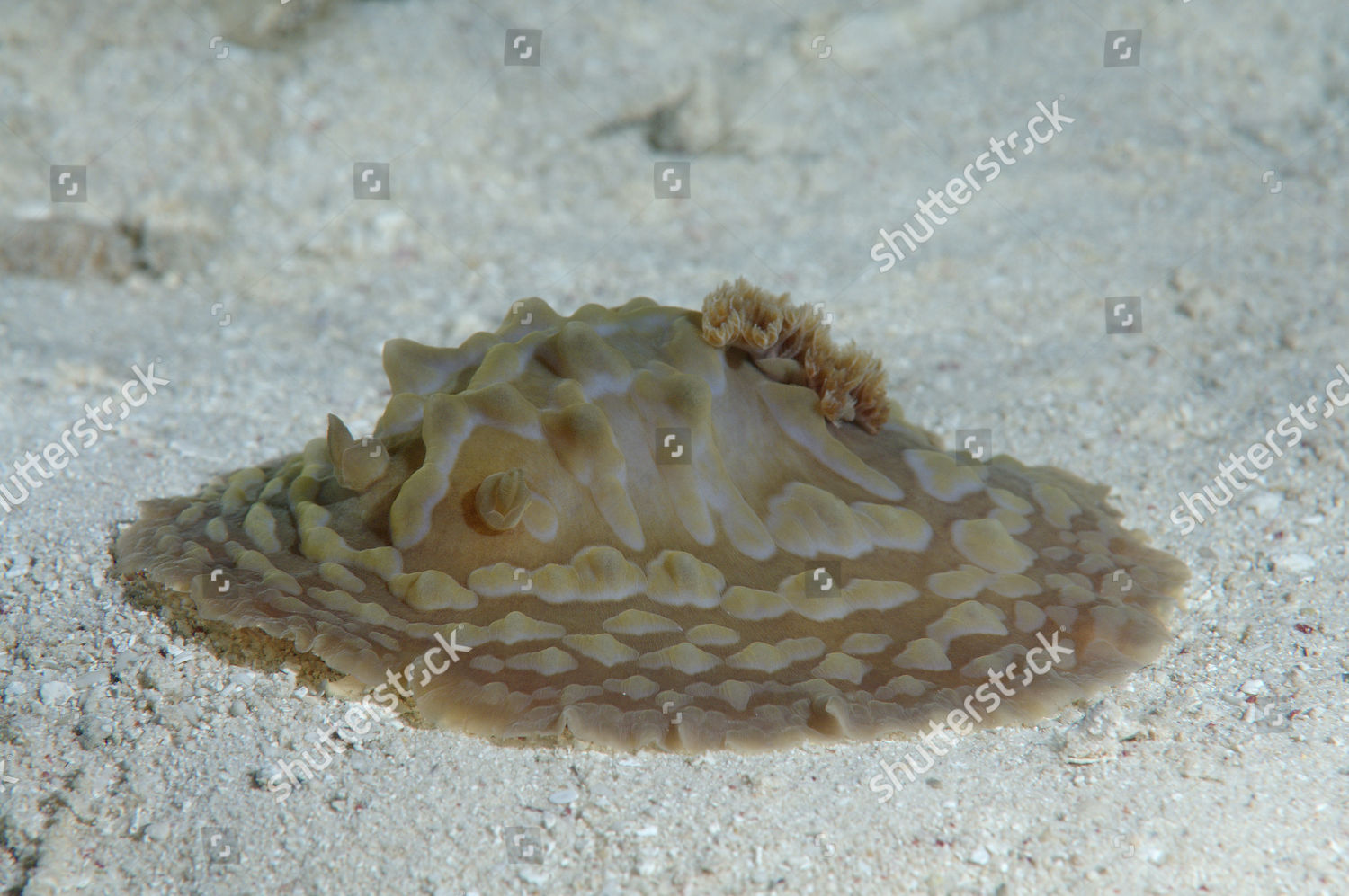 Sea Slug Dorid Nudibranch Asteronotus Cespitosus Editorial Stock Photo ...