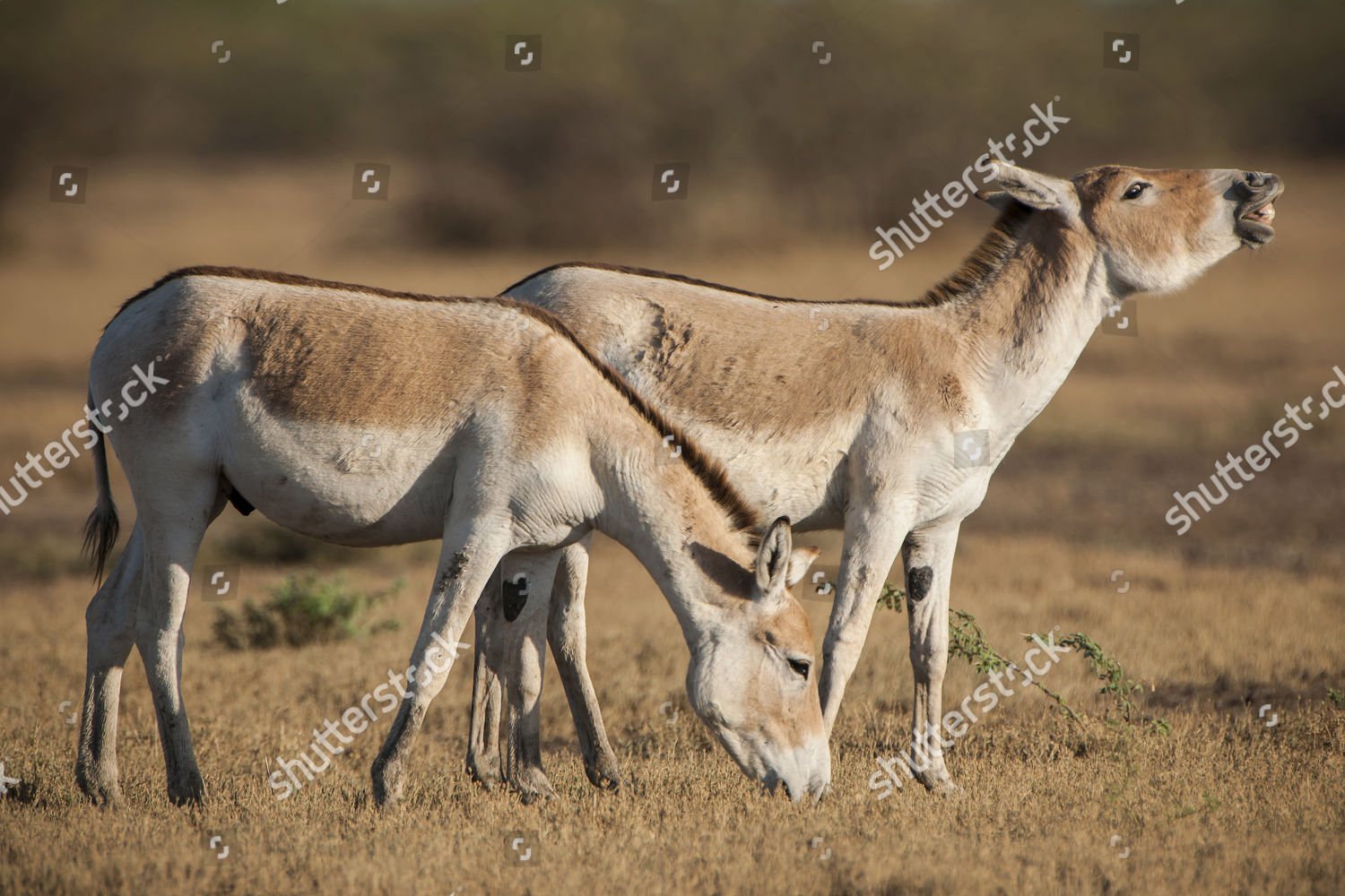 Onager Asiatic Wild Ass Equus Hemionus Editorial Stock Photo - Stock ...