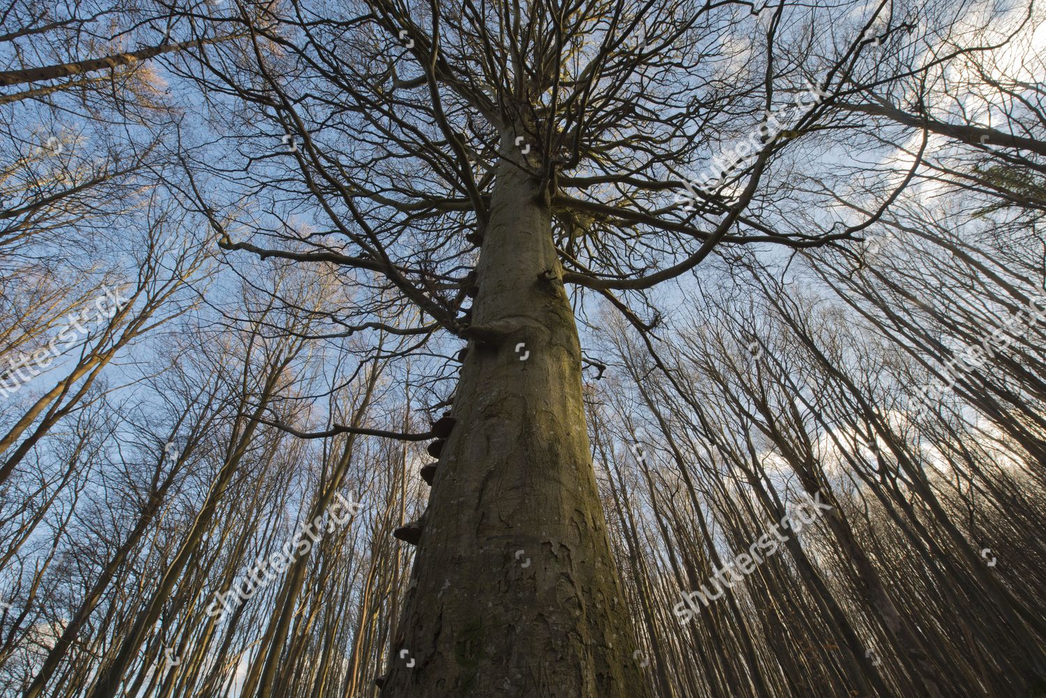 Beech Forest Common Beech Trees Fagus Editorial Stock Photo - Stock ...