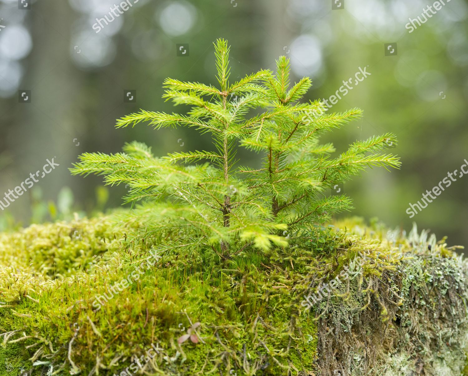 Young Norway Spruce Trees Picea Abies Editorial Stock Photo - Stock ...