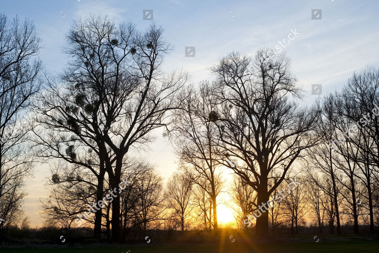 Sunset Behind Poplar Trees Populus Spp Editorial Stock Photo - Stock ...
