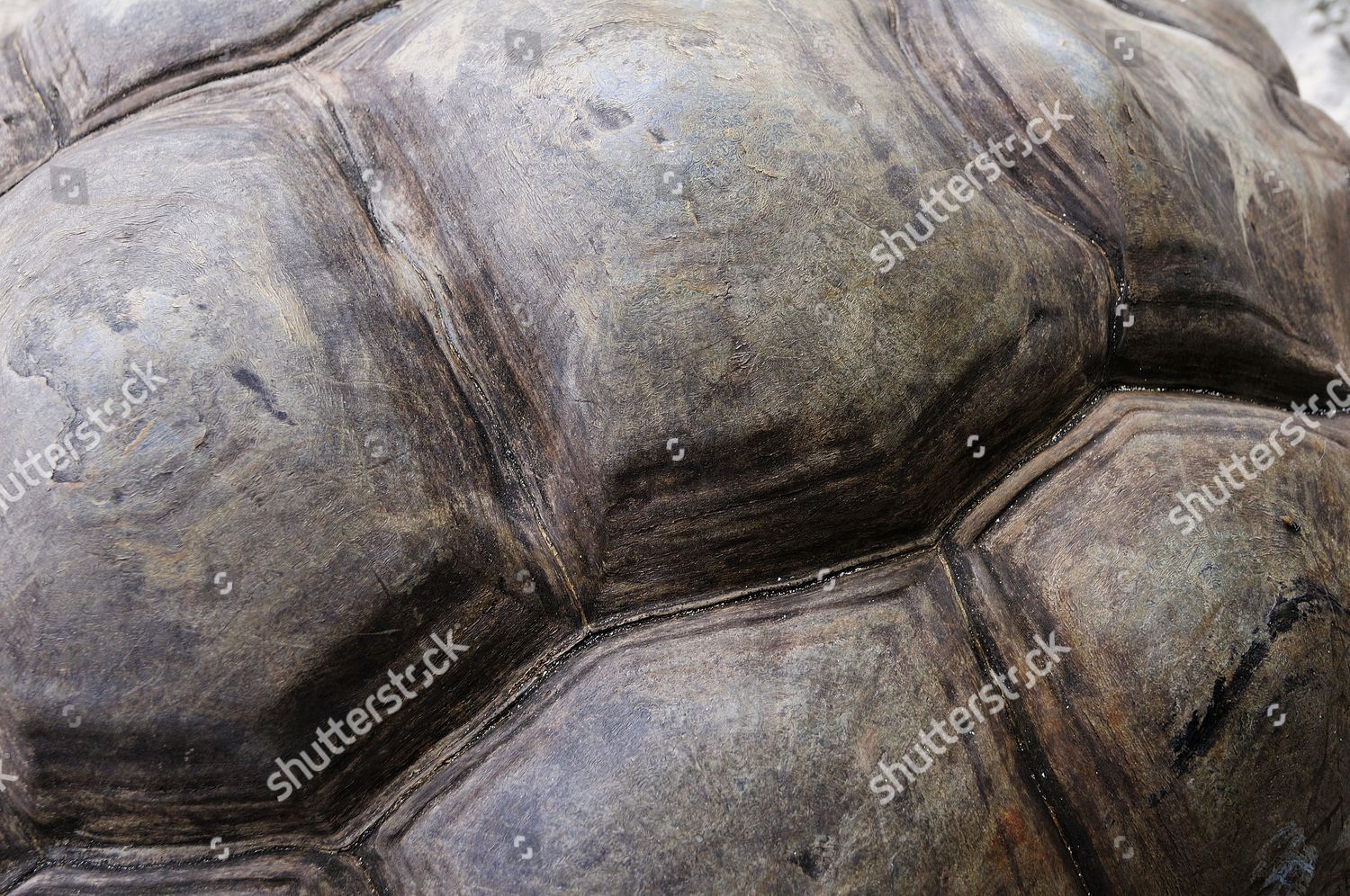 Detail Shell Aldabra Giant Tortoise Aldabrachelys Editorial Stock Photo ...