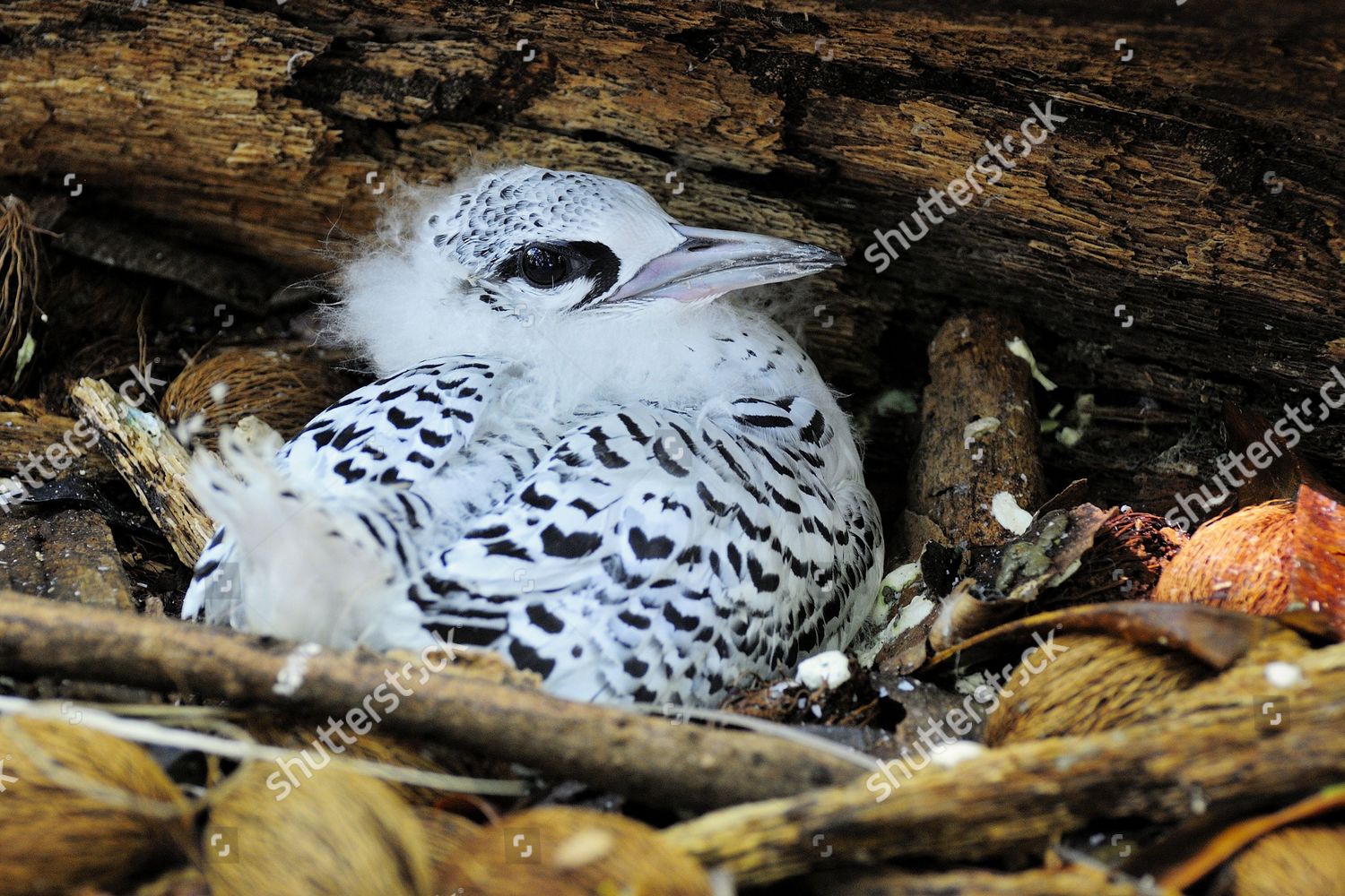 Young Whitetailed Tropicbird Phaethon Lepturus Nest Editorial Stock ...