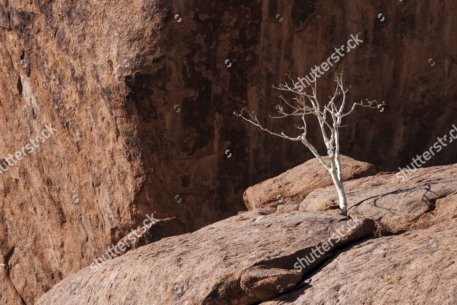 Shepherds Tree Boscia Albitrunca Between Rocks Editorial Stock Photo ...