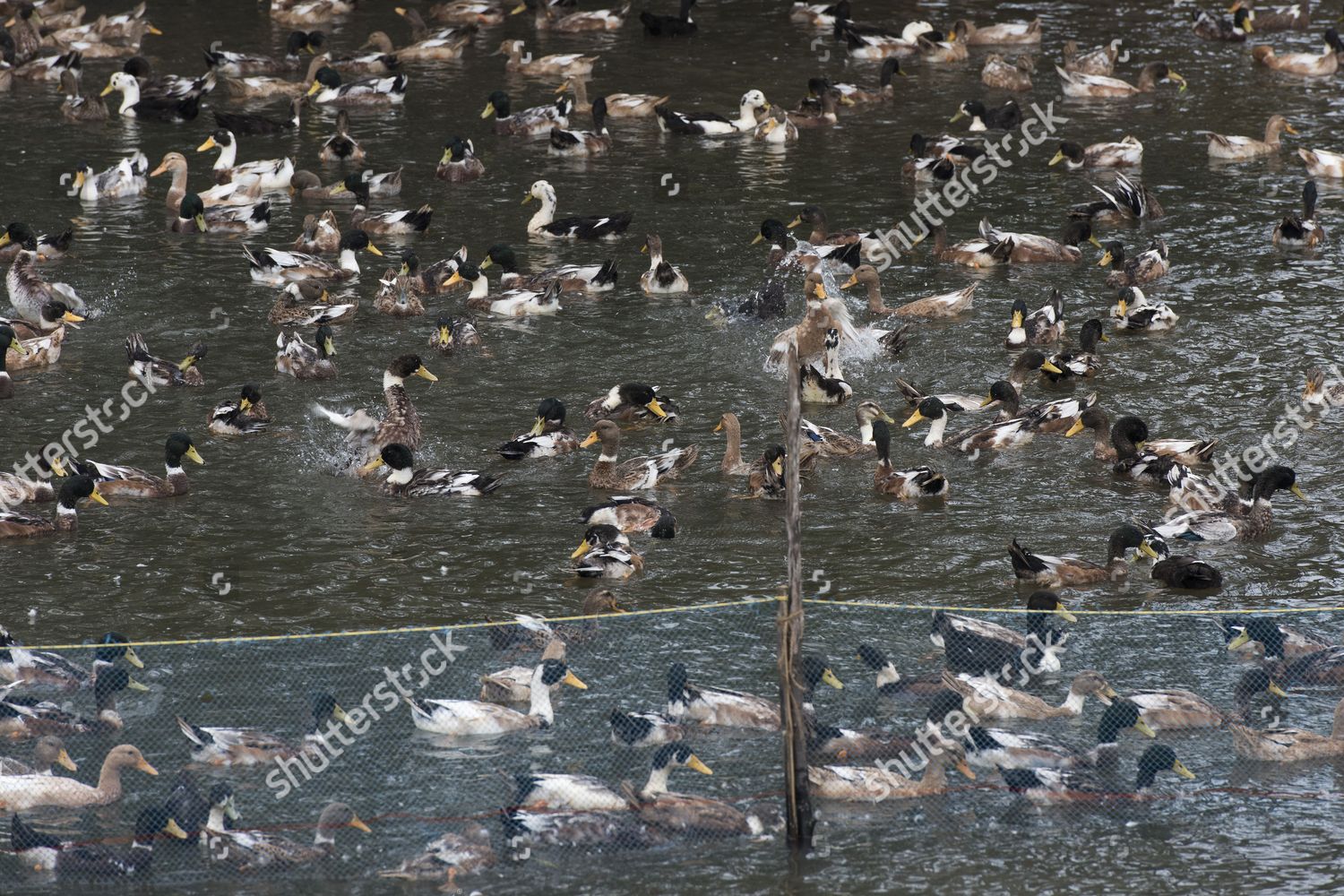 Duck Breeding Backwaters Kerala Malabar Coast Editorial Stock Photo ...