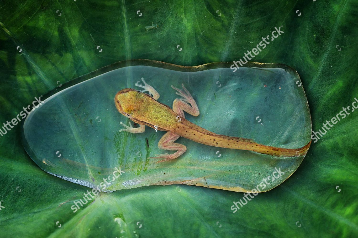 Tadpole Small Pool Water On Leaf Editorial Stock Photo - Stock Image ...