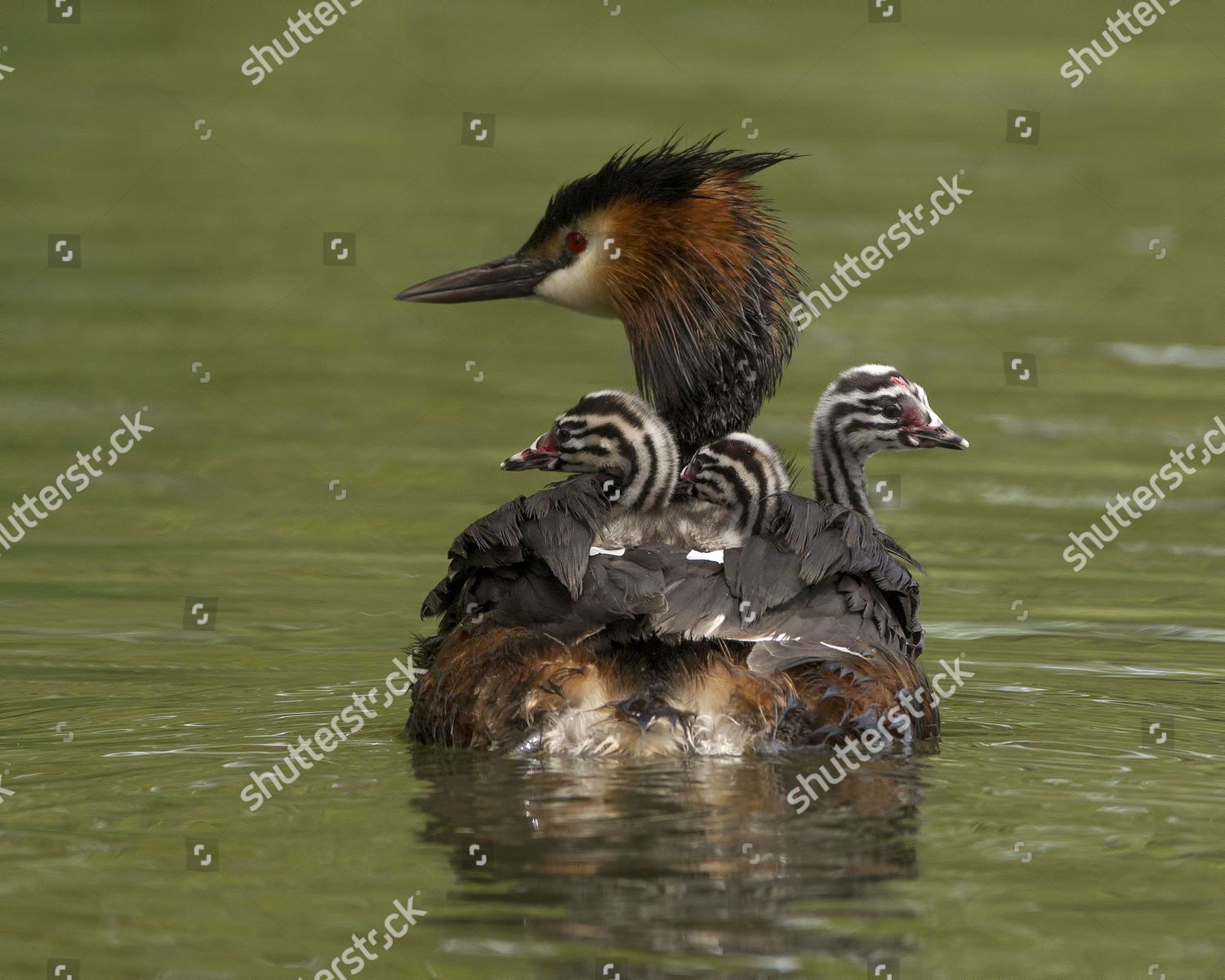 Grebe Chicks Ride On Their Mothers Editorial Stock Photo - Stock Image ...