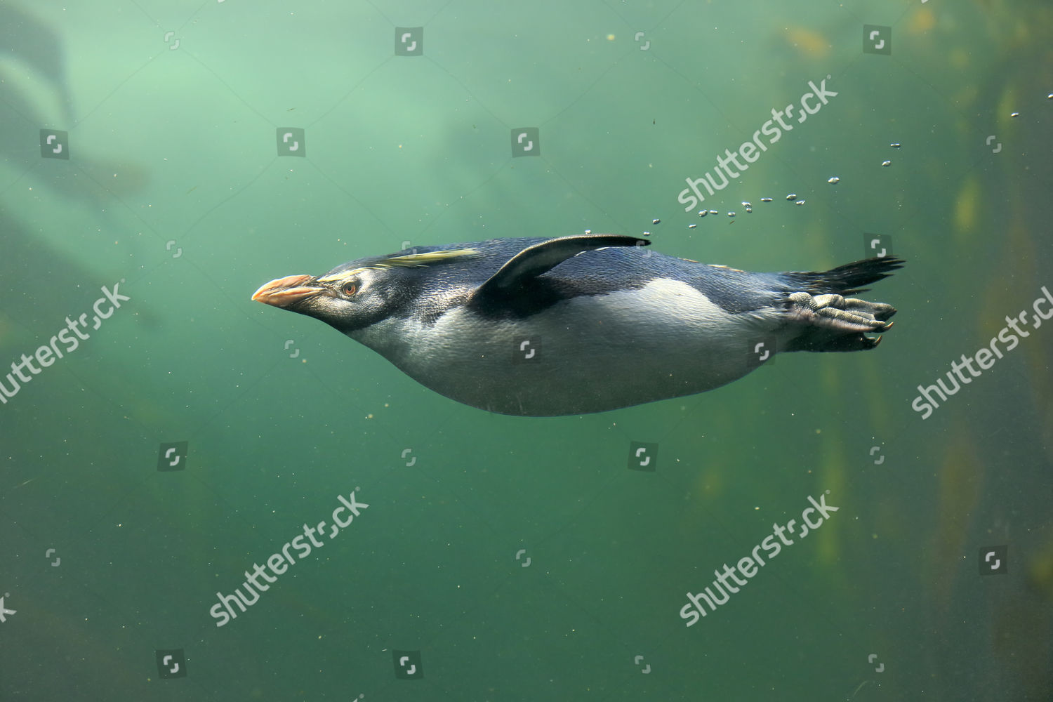 Rockhopper Penguin Eudyptes Chrysocome Adult Swimming Editorial Stock ...