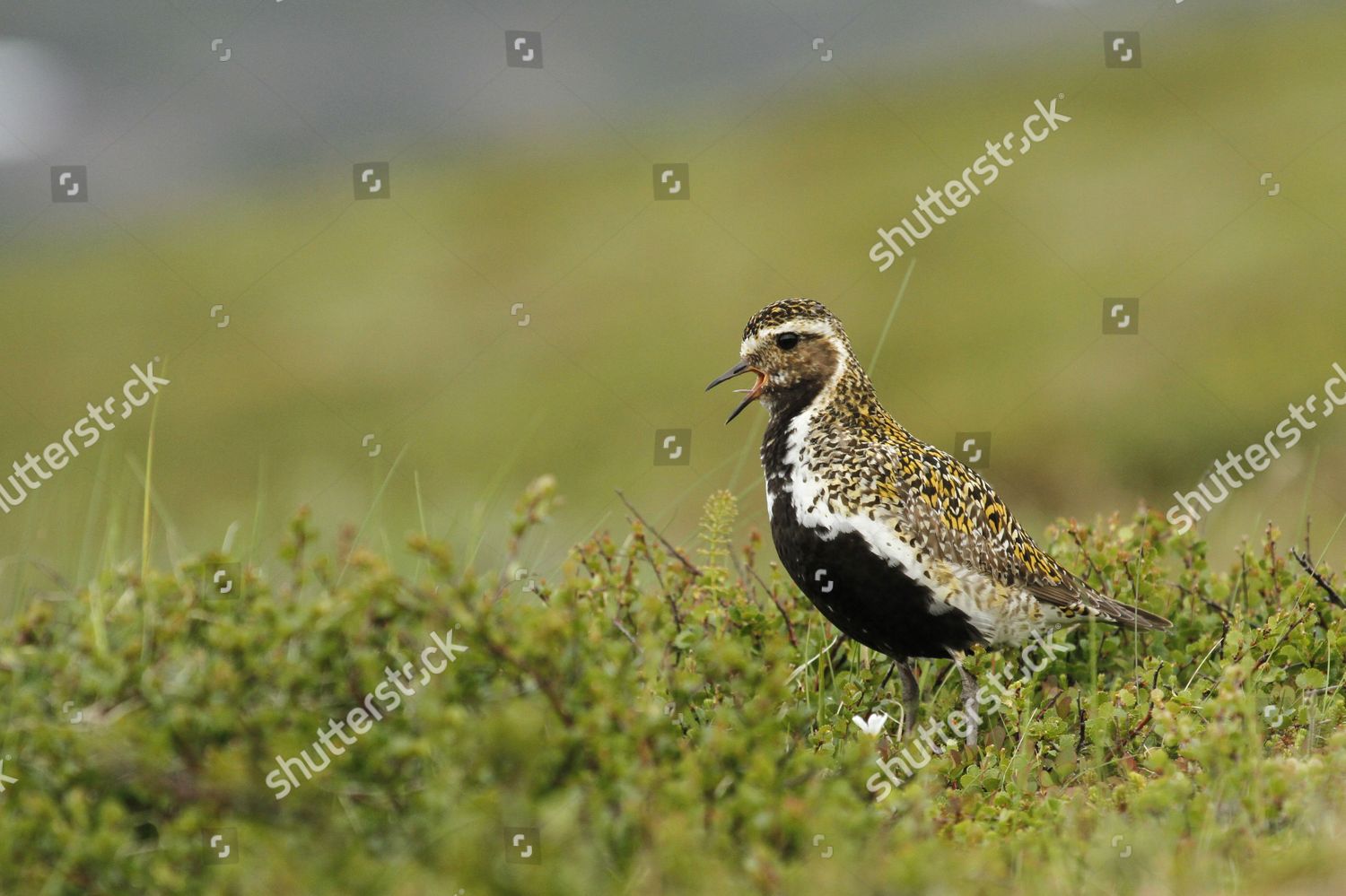 Eurasian Golden Plover Pluvialis Apricaria Adult Editorial Stock Photo ...