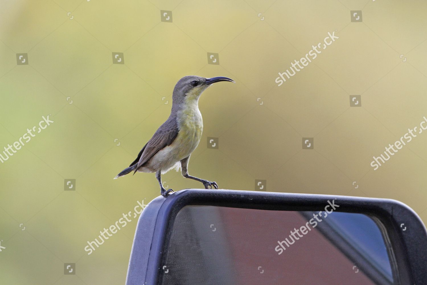 Purple Sunbird Cinnyris Asiaticus Adult Female Editorial Stock Photo ...