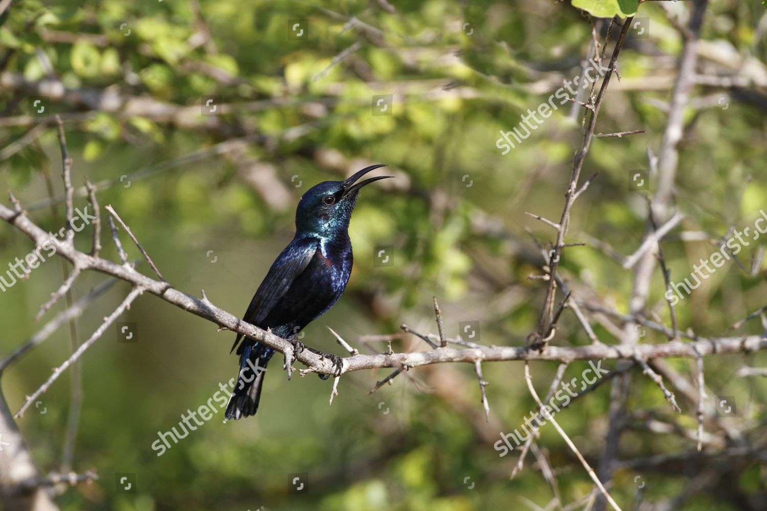 Purple Sunbird Cinnyris Asiaticus Adult Male Editorial Stock Photo ...