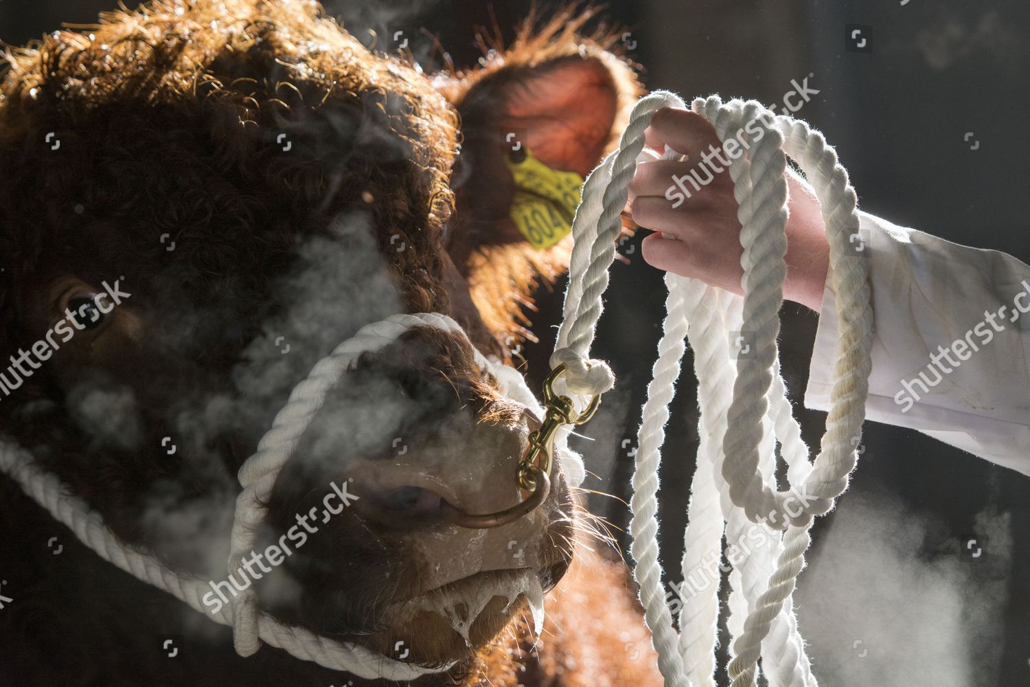 Domestic Cattle Luing Bull Closeup Head Editorial Stock Photo - Stock ...