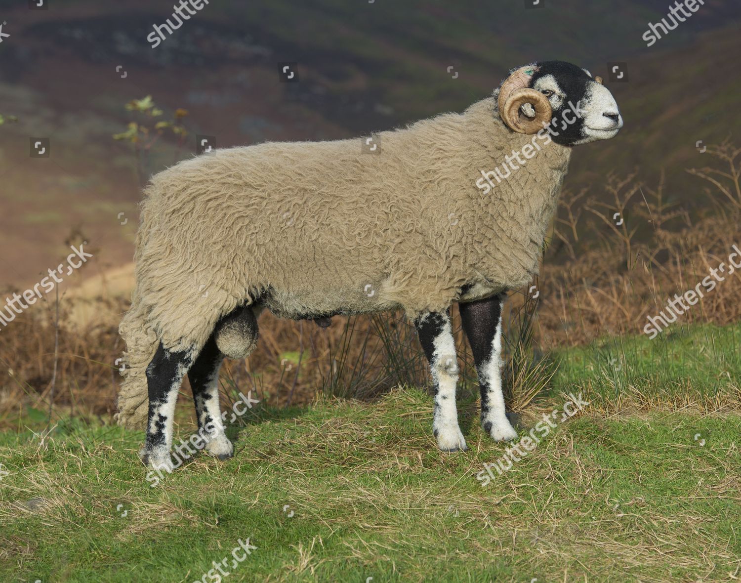Domestic Sheep Swaledale Ram Standing On Editorial Stock Photo - Stock Image | Shutterstock
