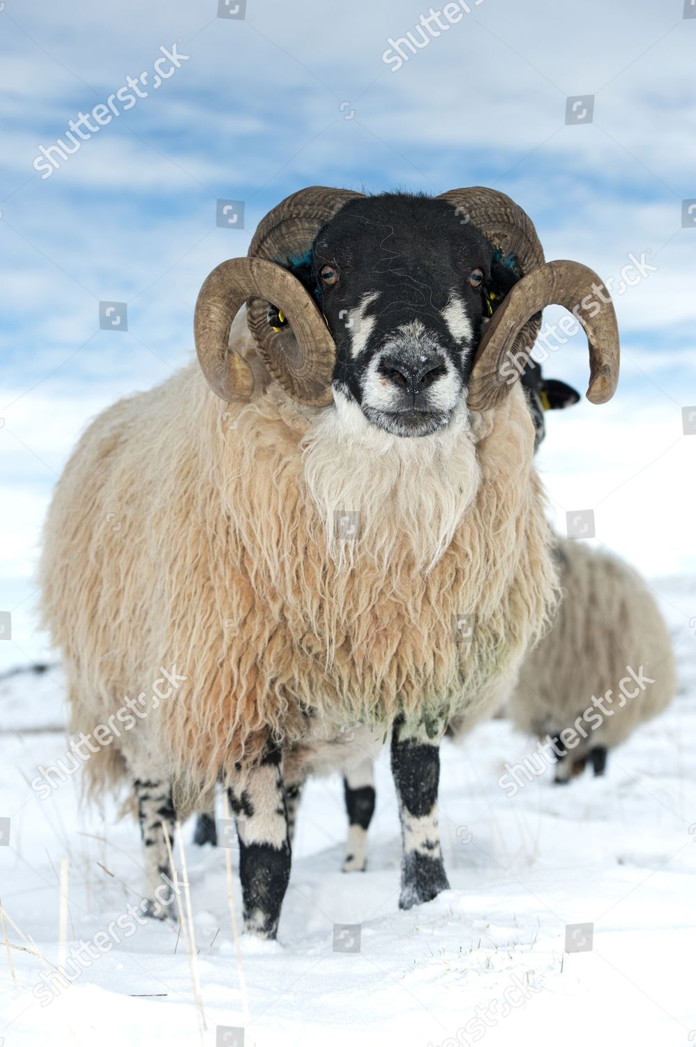Domestic Sheep Dalesbred Ram Standing On Editorial Stock Photo - Stock ...