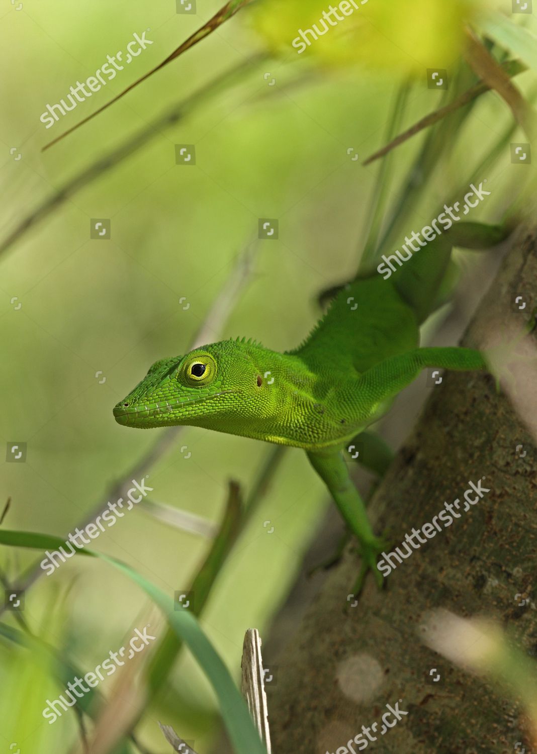 Jamaican Giant Anole Anolis Garmani Adult Editorial Stock Photo - Stock ...