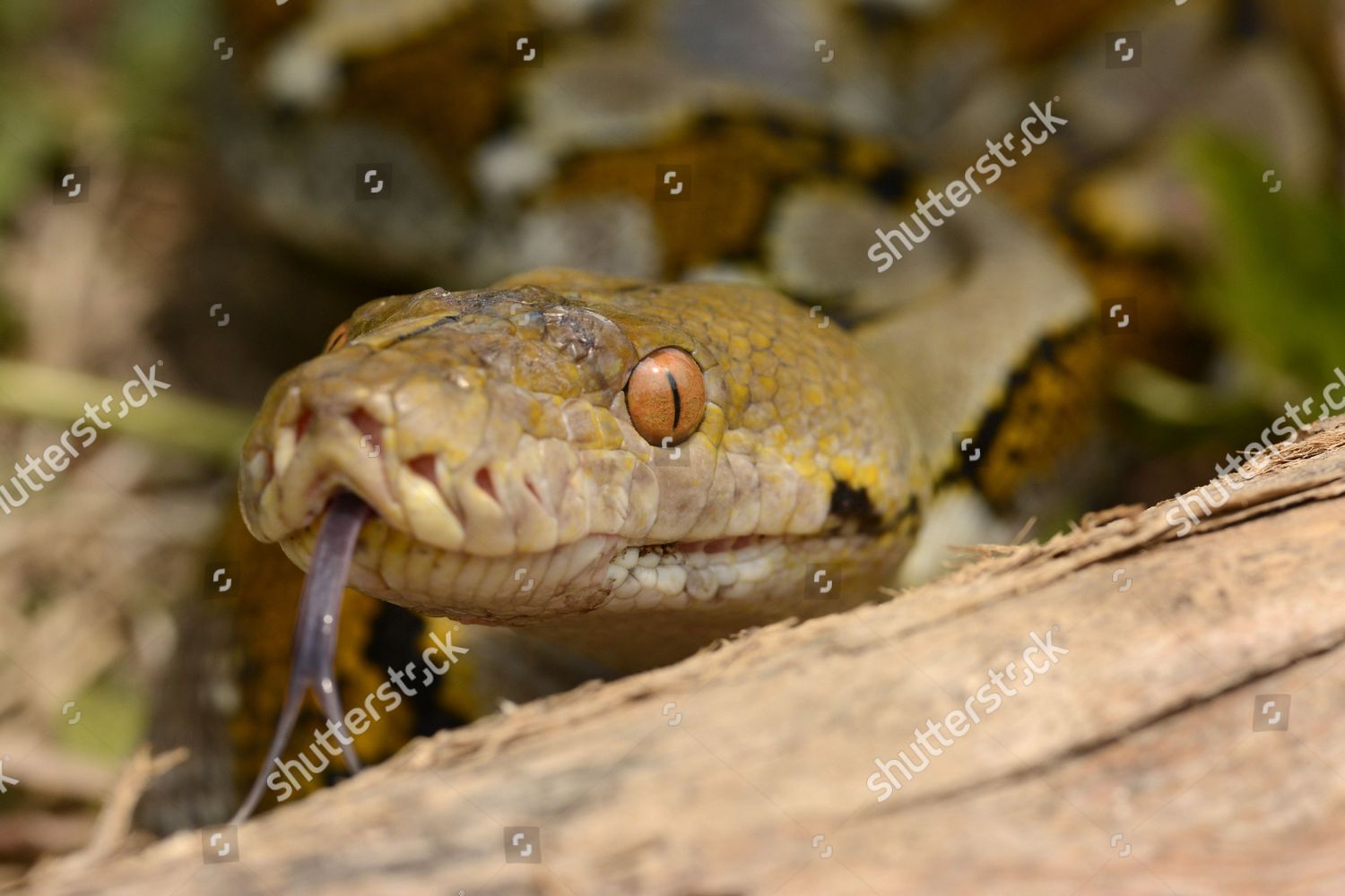 Reticulated Python Python Reticulatus Adult Closeup Editorial Stock ...