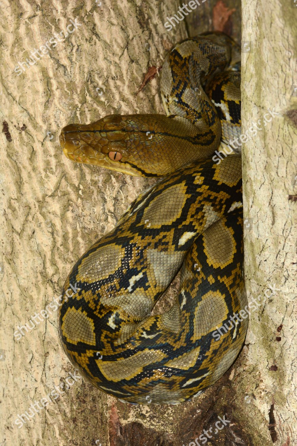 Reticulated Python Python Reticulatus Adult Coiled Editorial Stock ...