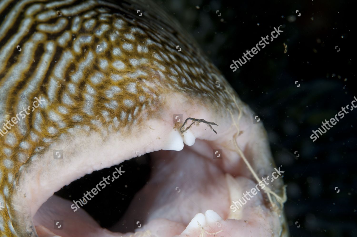 Map Pufferfish Arothron Mappa Adult Closeup Editorial Stock Photo ...