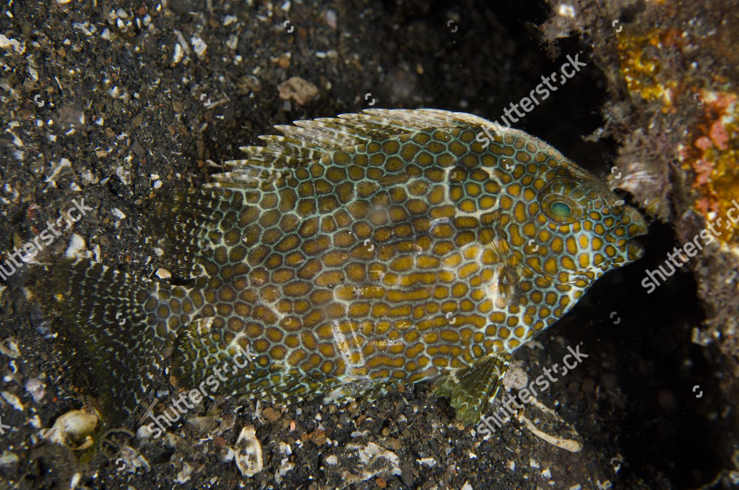 Goldspotted Rabbitfish Siganus Punctatus Adult Night Editorial Stock ...