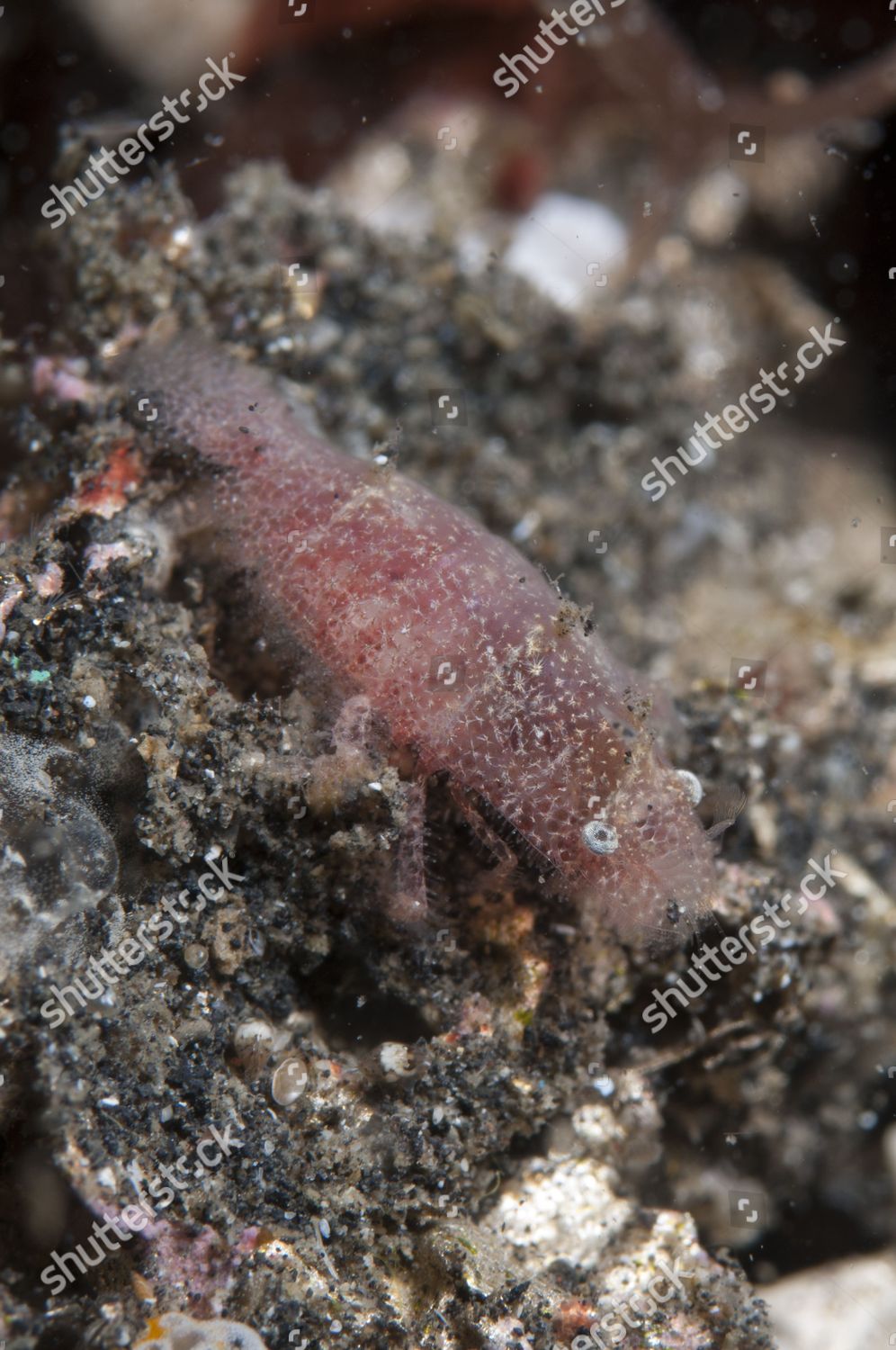 Cryptic Sponge Shrimp Gelastocaris Paronae Adult Editorial Stock Photo ...