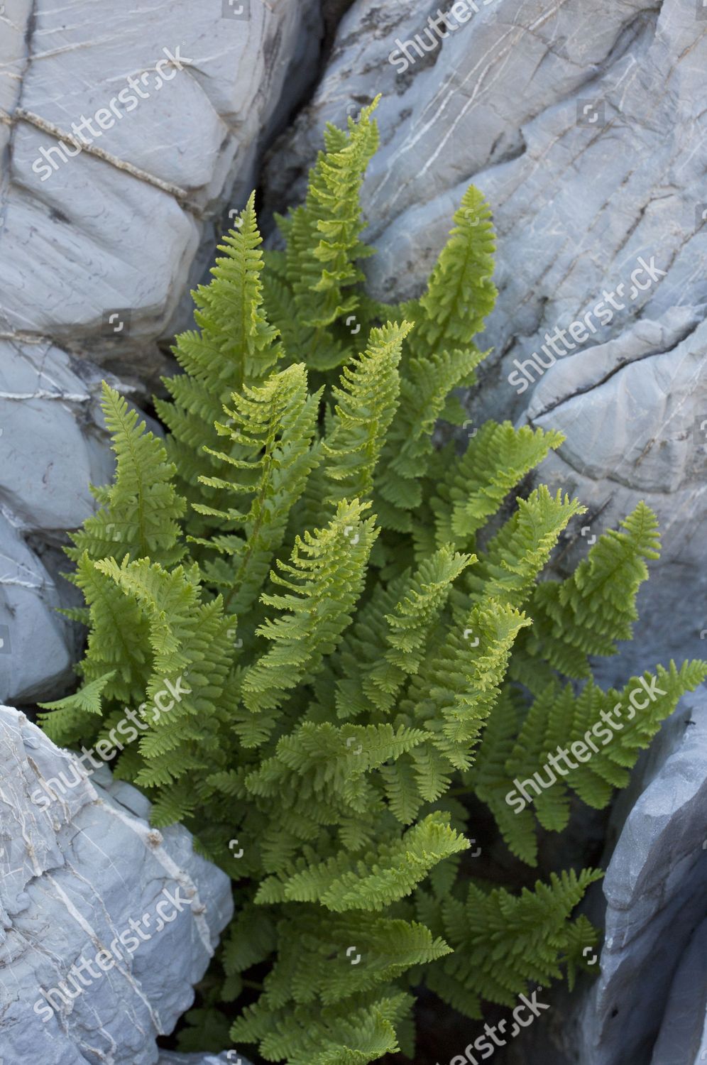 Rigid Buckler Fern Dryopteris Submontana Fronds Editorial Stock Photo ...