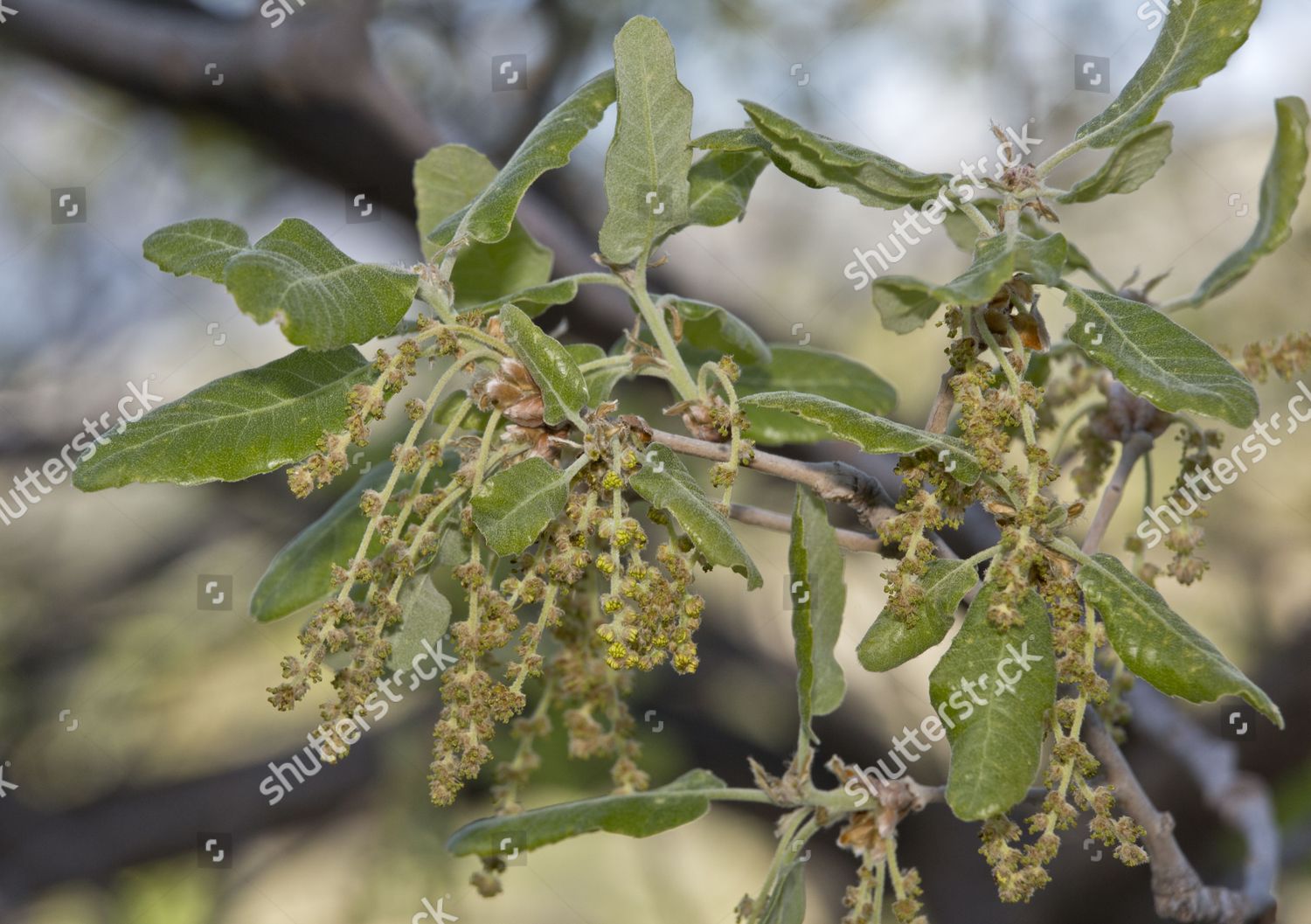 Aleppo Oak Quercus Infectoria Closeup Leaves Editorial Stock Photo ...
