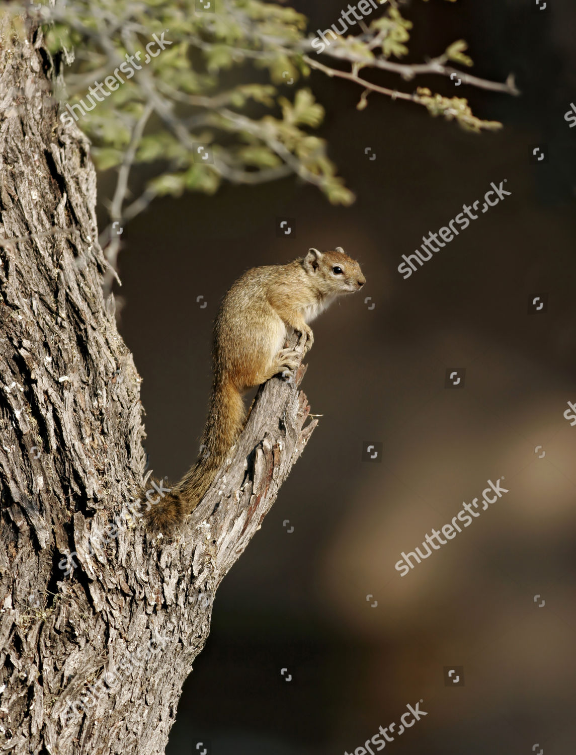 South African Tree Squirrel Paraxerus Cepapi Editorial Stock Photo ...
