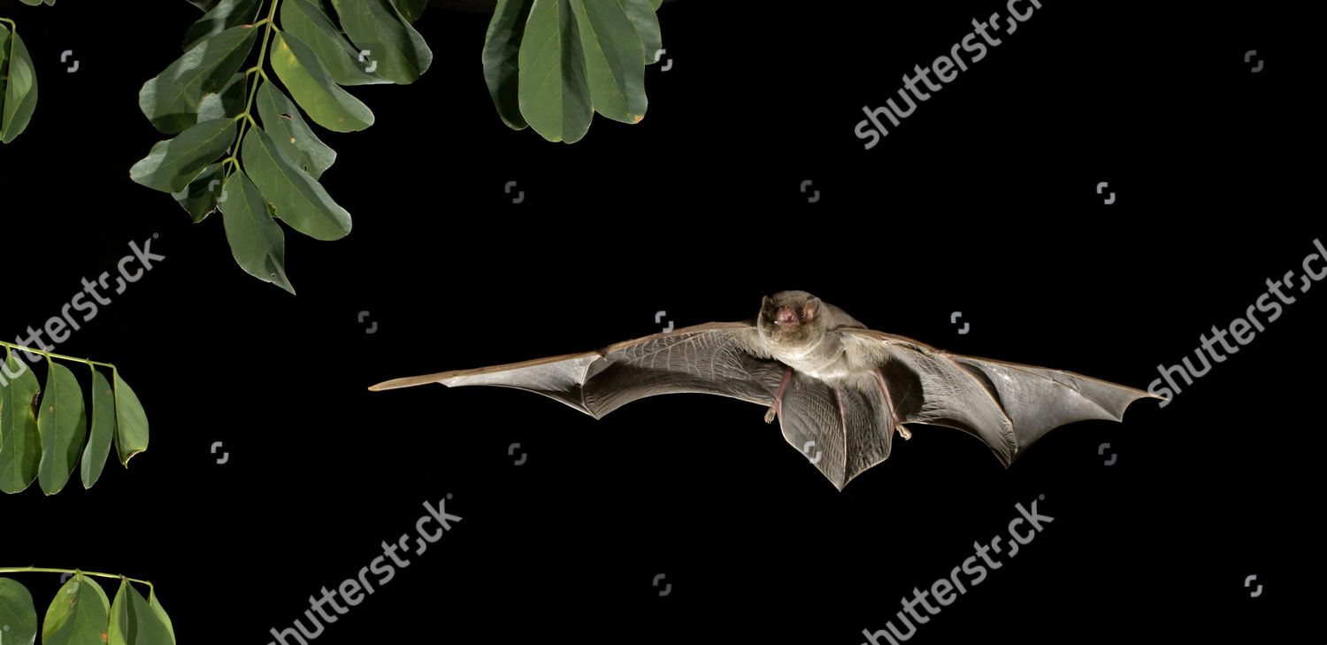 Common Bentwing Bat Schreibers Longfingered Bat Editorial Stock Photo ...