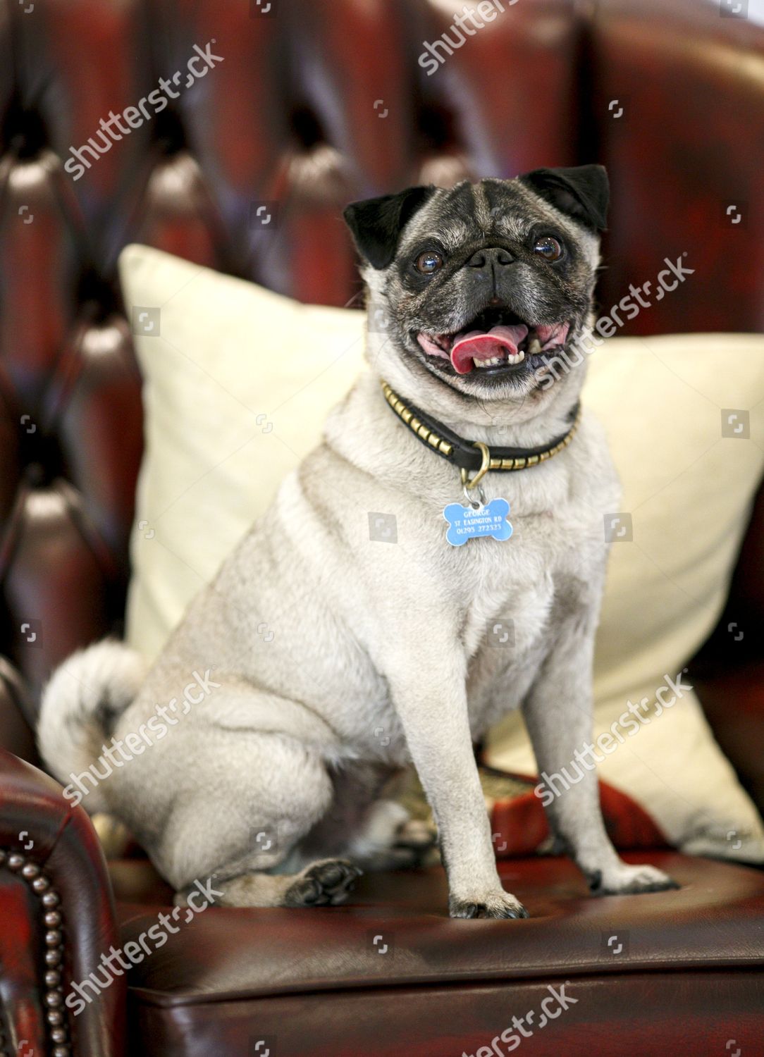 George Who Played Jb Kingsman Secret Editorial Stock Photo - Stock ...