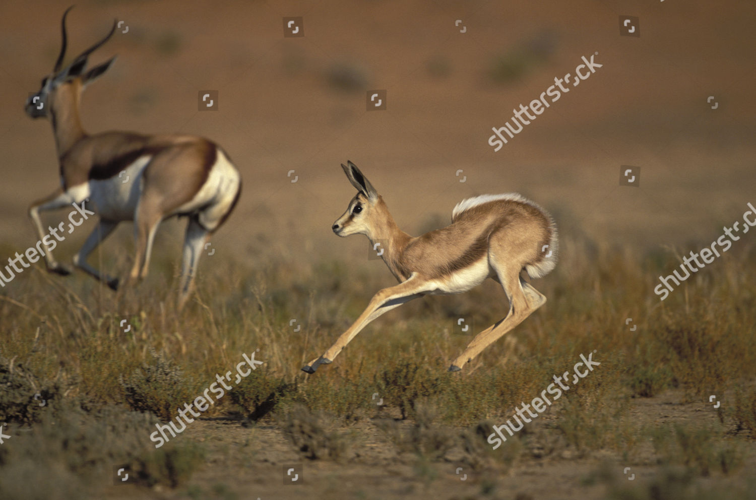 Springbok Lamb Antidorcas Marsupialis Pronking Stotting Editorial Stock ...