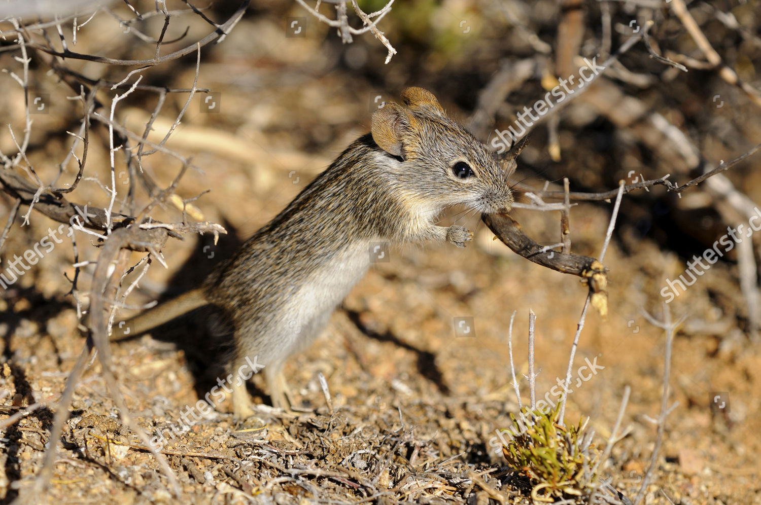 African Striped Mouse Rhabdomys Pumilio Natural Editorial Stock Photo ...