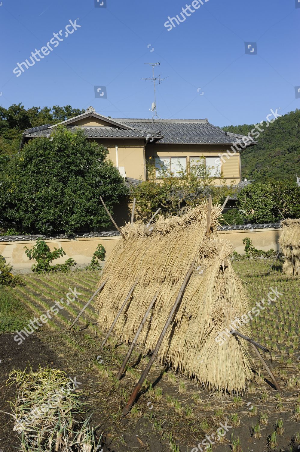 Drying Rack Drying Sheaves Rice Iwakura Editorial Stock Photo - Stock ...