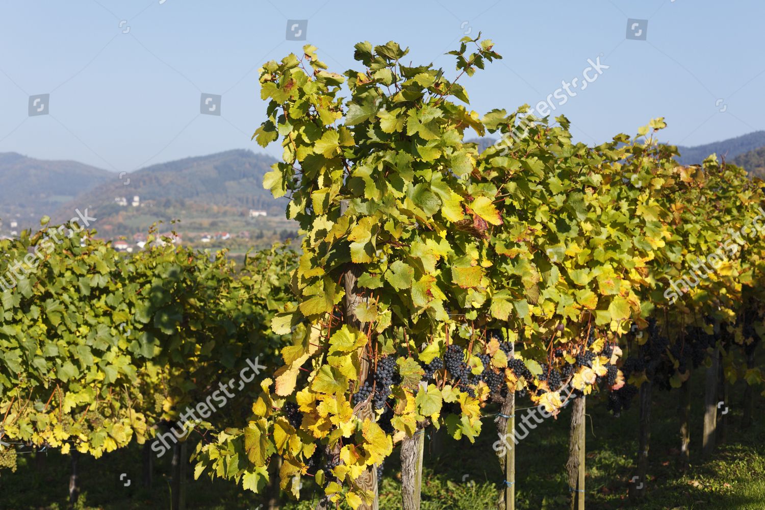 Vineyard Red Grapes Muehldorf Spitzer Graben Editorial Stock Photo ...