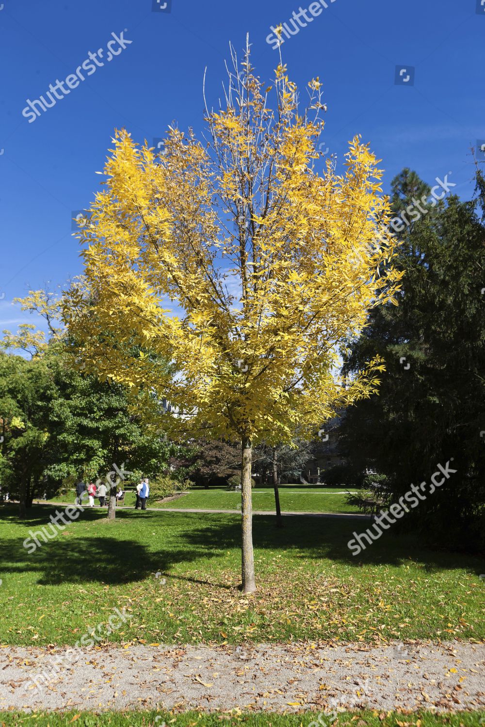 Red Ash Fraxinus Pennsylvanica Summit Park Editorial Stock Photo ...