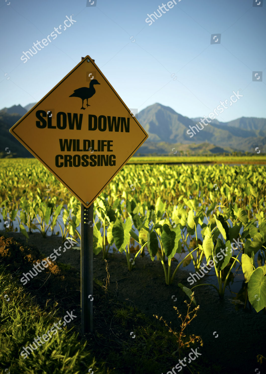 Slow Down Wildlife Crossing Sign Hanalei Editorial Stock Photo - Stock ...