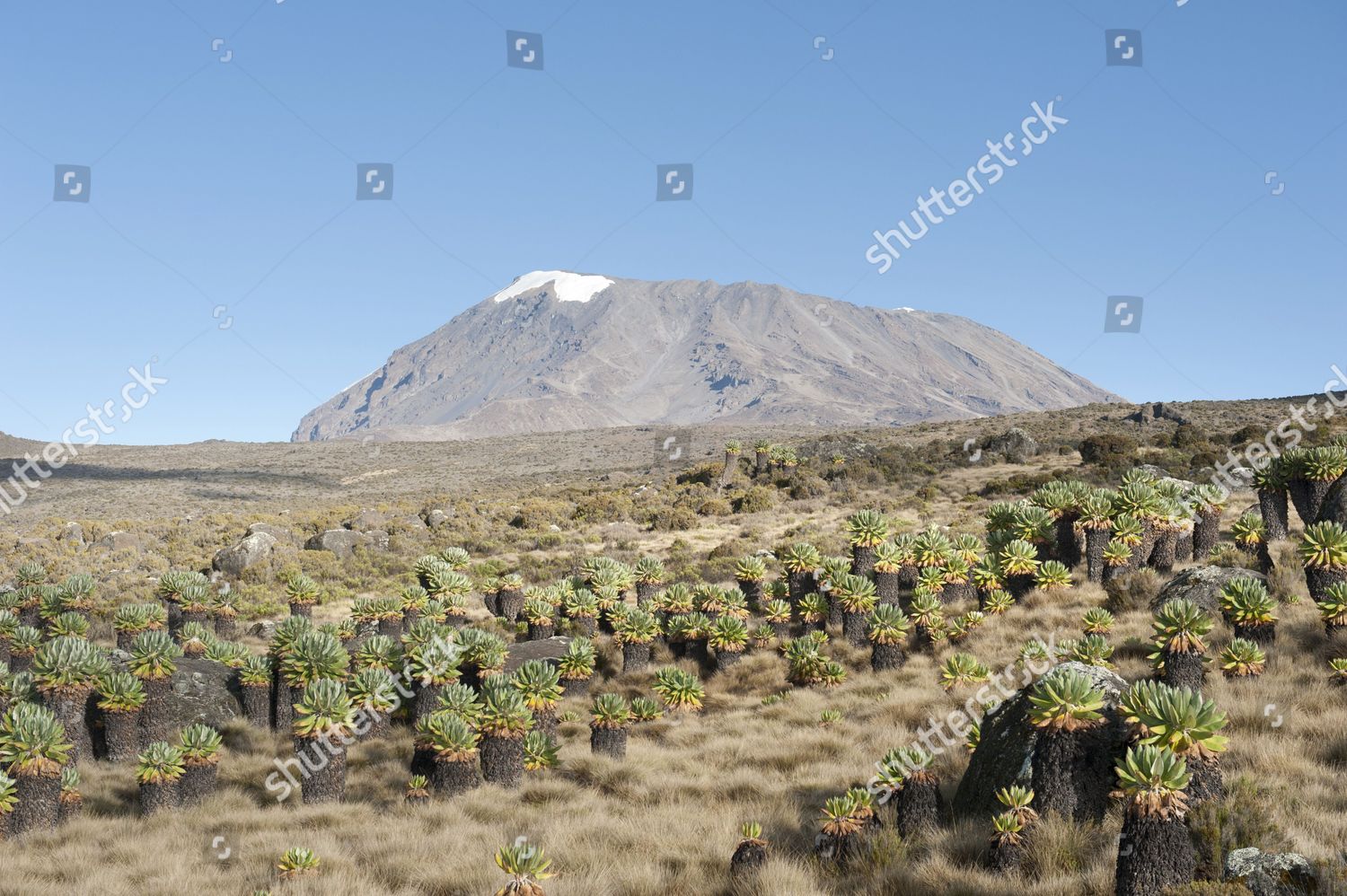 Kibo Peak Extinct Volcano Forest Giant Editorial Stock Photo - Stock ...